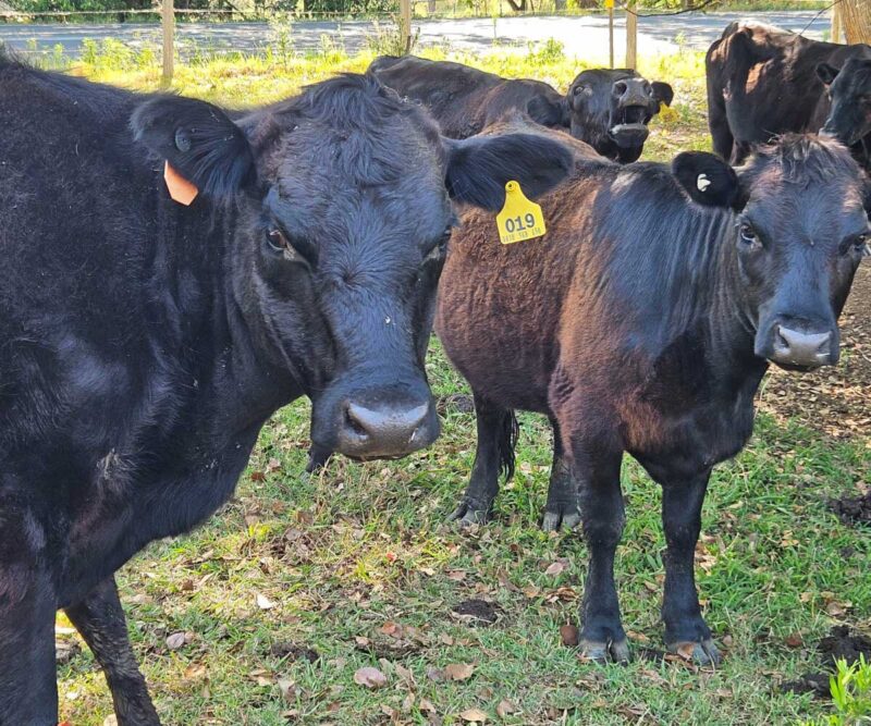 What’s the Difference Between Grass-Fed and Grain-Fed Beef? - Devine ...